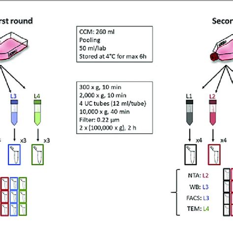 Schematic Workflow Of Ev Preparation And Characterization The