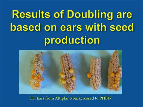 Ppt Double Haploid Application To Allelic Diversity Germplasm