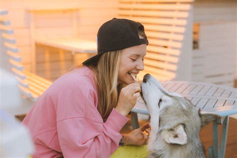 Los Mejores Alimentos Para Perros Animall Petshop Bahía Blanca