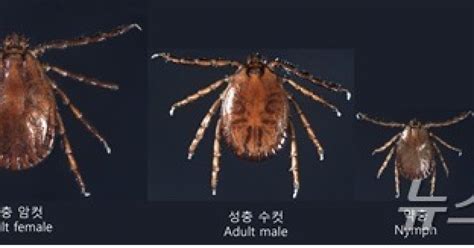 기온 상승에 참진드기 개체 수 폭증평년 대비 375 증가