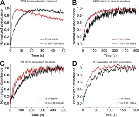 Pigment Regeneration In Solutions Of Four Different Recombinant Opsin