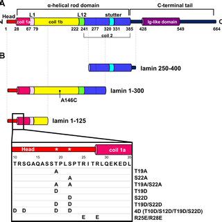 The Structural Organization Of Lamin A C And The Lamin Fragments Used