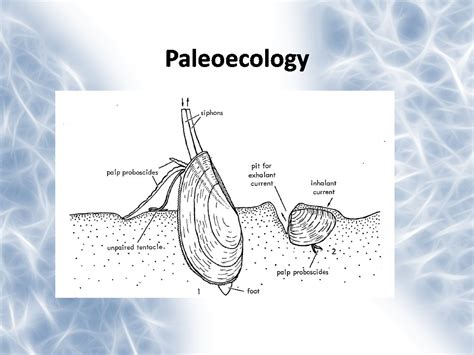 Geology Rocks Bivalvia Presentation