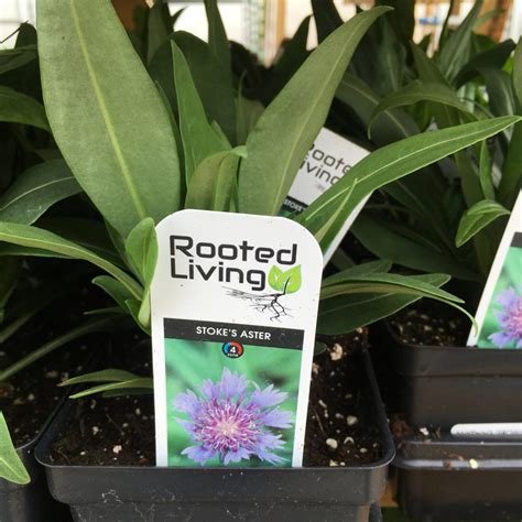 Aster Dumosus ‘woods › Anything Grows