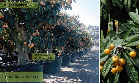 Fruit Trees Home Gardening Apple Cherry Pear Plum Loquat Fruit