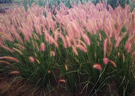 紫穗狼尾草 花瓣网