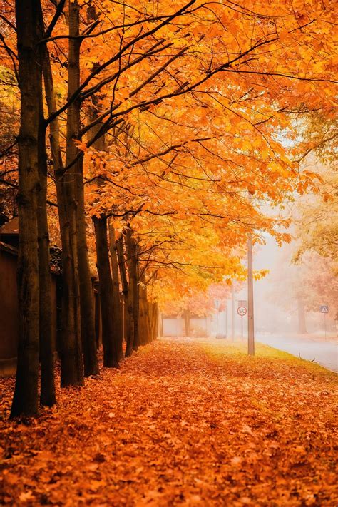 Nature Wallpaper Hd Free Photo On Pixabay Pixabay