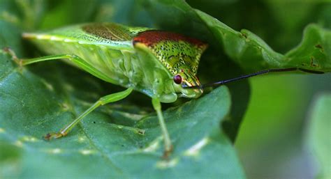 Wildeeps Illuminations Hawthorn Shield Bug