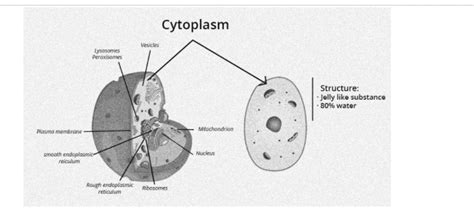 Notes On Cytoplasm Structure Function