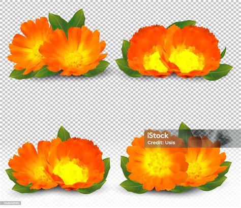 투명한 배경에 3d 사실적인 금송송 향기로운 꽃 메리 골드 클로즈업 약 금송 벡터 그림입니다 0명에 대한 스톡 벡터 아트 및 기타 이미지 Istock