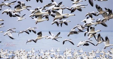 Snow Geese Album On Imgur