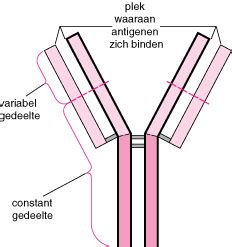 Antilichamen Algemeen Menselijk Lichaam