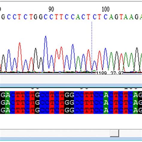 Chromatogram And Sequencing Analysis For Exon 5 Of Runx2 For Sample A4
