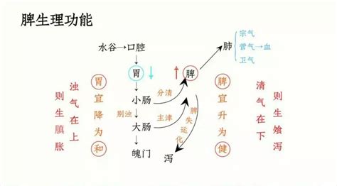 小儿脾虚的六大表现，你家宝宝有吗？气血