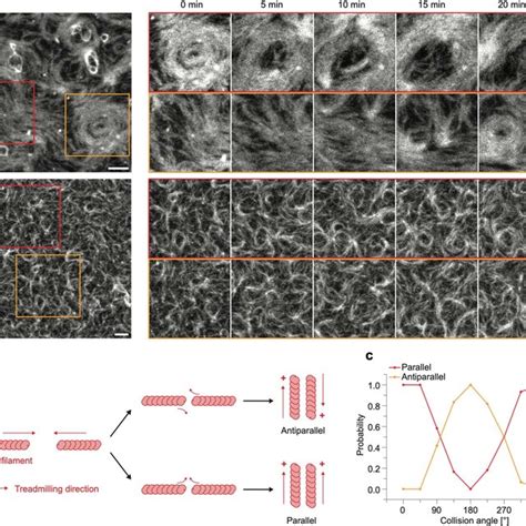 Sted Microscopy A Representative Micrographs Of Sted Time Lapse