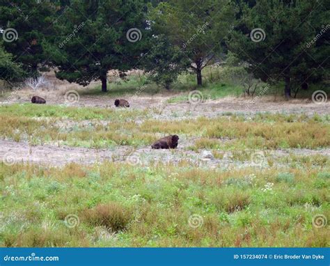 Tres Búfalos En Un Campo De Hierba Foto de archivo Imagen de verano