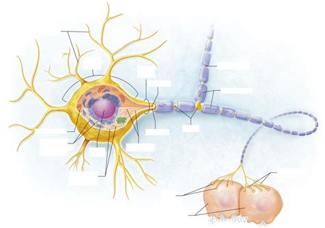 Neuron Labeled Telodendria