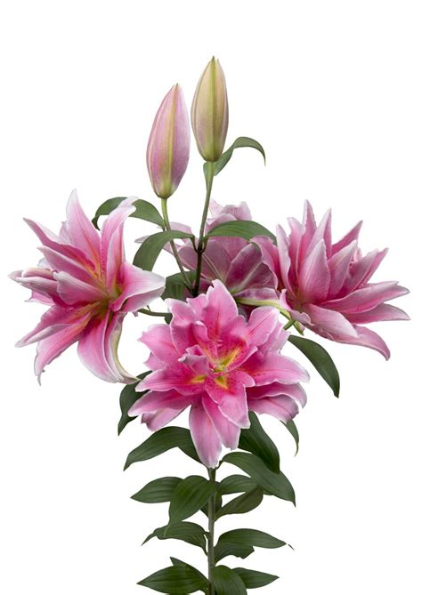 Roselily Anouska | Zabo Plant