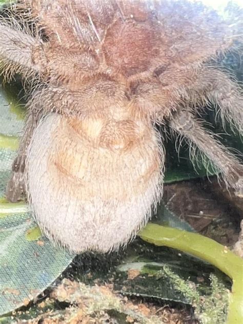 Help Me Vent Sex My A Seemanni R Tarantulas