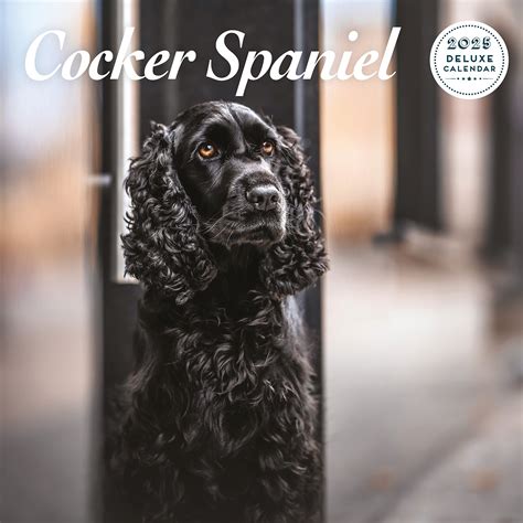Cocker Spaniel Deluxe Calendar 2025 Lords And Labradors