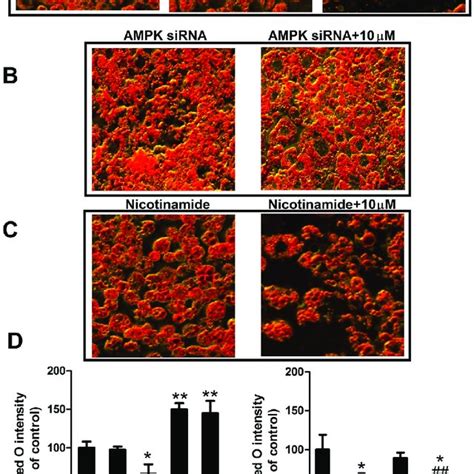 Effect Of Ampk Sirna Or Sirt1 Inhibitor On Lipid Accumulation In 3t3 L1