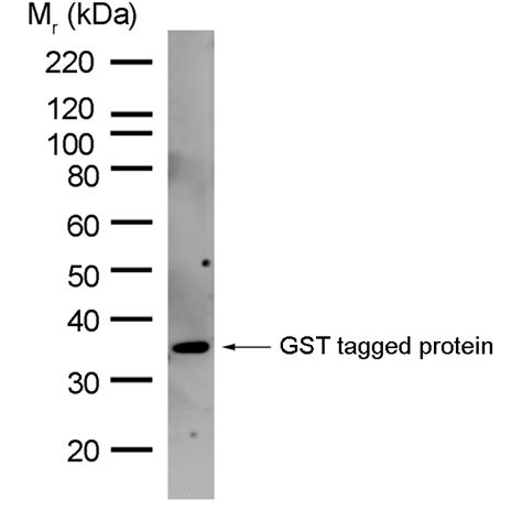 Anti Gst Antibody Clone Abd03937 Bio Rad