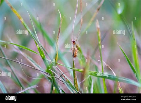 Ant Wedding Flight With Flying Ants Like New Ant Queens And Male Ant