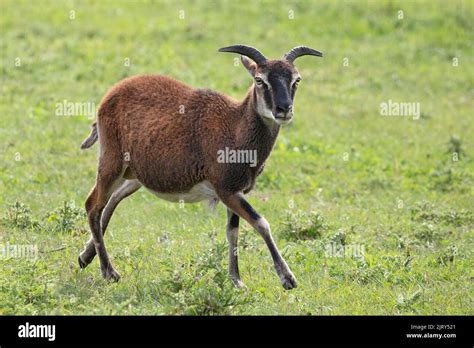 Soay Sheep Ewe A Rare Livestock Breed Similar To The Ancestors Of Domestic Sheep Running In