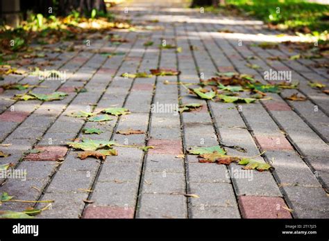 Pedestrian Cobblestone Walkway With Matching Autumn Leaves On It Whats