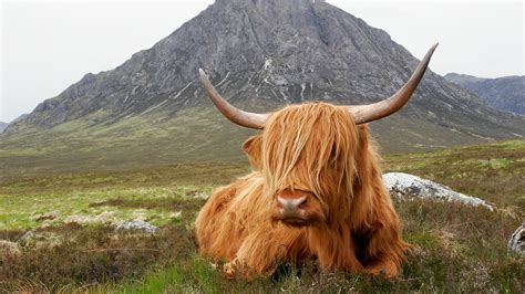 Highland cow rests in front of the Buachaille Etive Mòr near Glencoe