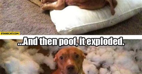 One Minute I Was Sleeping On The Pillow And Then Poof It Exploded Lets