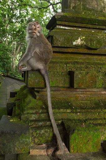 Monyet Duduk Di Gerbang Di Hutan Monyet Suci Foto Stok Unduh Gambar