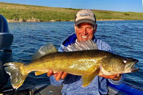 Walleye Week Make Your Pitch To Late Spring Walleye In Fisherman