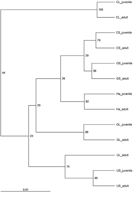 Upgma Dendrogram Based On Nei S Genetic Distance Nei And