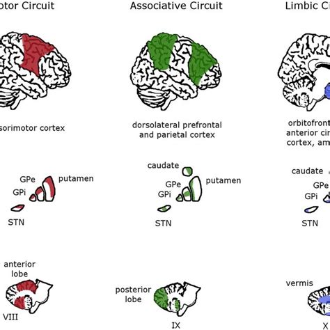 Motor Associative And Limbic Functional Subdivisions In The Cortex Bg