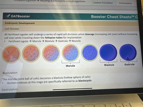 Bio 41 Embryology Flashcards Quizlet