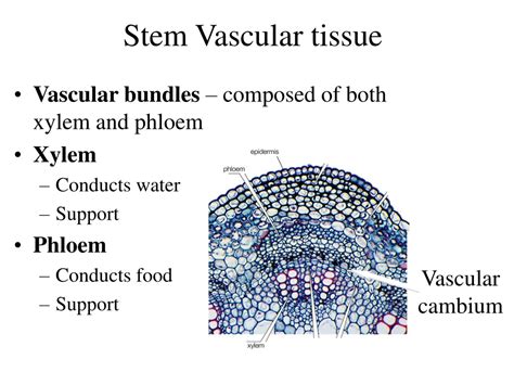 Ppt Lecture 3 Plant Anatomy And Physiology Powerpoint Presentation
