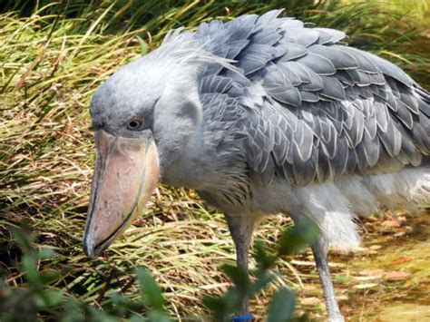 ハシビロコウブーム？！動かない鳥・ハシビロコウのいる動物園