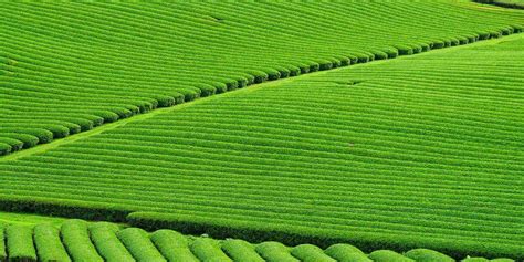 The Environmental Impacts Of Carbon Capture And Storage Verde Agritech Blog English