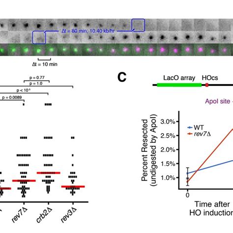 Figure Supplement 1 A Map Of Laco Array Integration And Ho Cut Cite