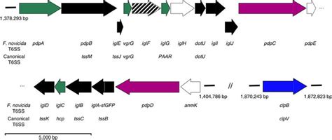 弗朗西斯菌需要动态的vi型分泌系统和clpb来传递效应物以进行吞噬体逃逸。nature Communications X Mol