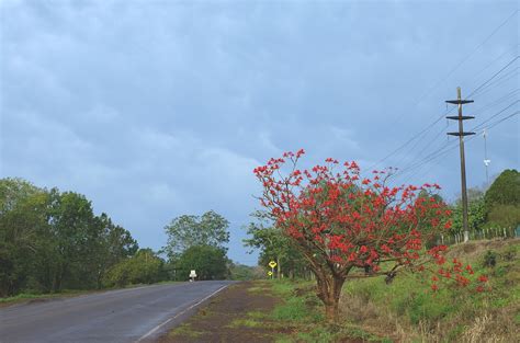 图片素材 树 性质 草 云 厂 天空 路 领域 叶 爬坡道 花 风 秋季 Rojo 弗洛尔 Misiones
