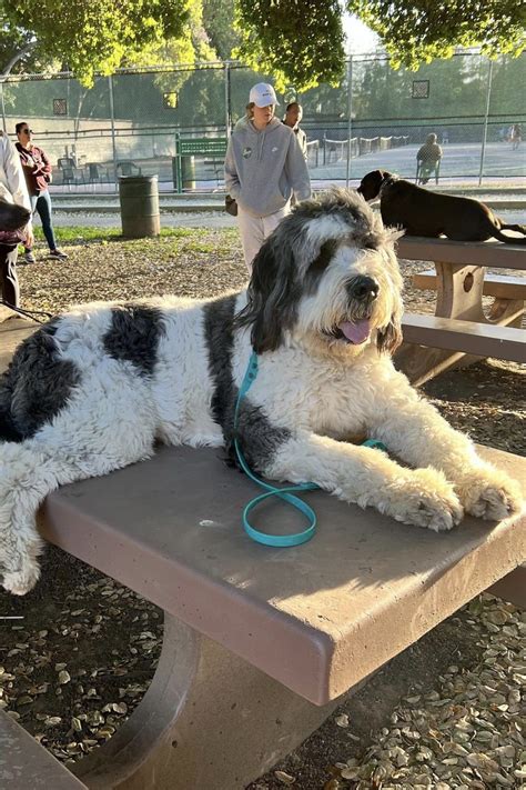 Saint Bernard Poodle Mix