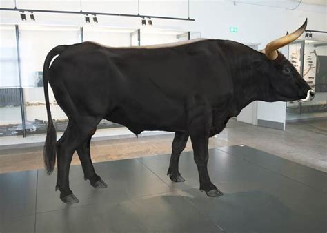 Aurochs Bos Primigenius Extinct Wild Bull