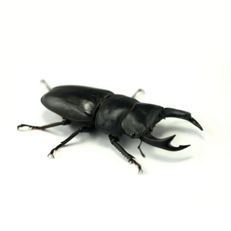 Bugs Matching Pfp 12 Bugs Matching Pfp Insects