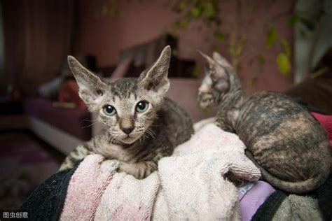猫眼睛白色拉丝分泌物 猫咪