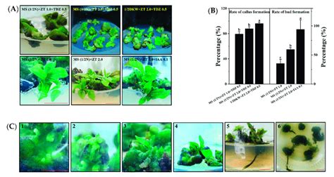 In Vitro Propagation Of Gongcheng Shuishi Persimmon Leaves A