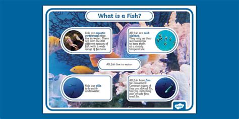 What Is A Fish Display Poster L Enseignant A Fait