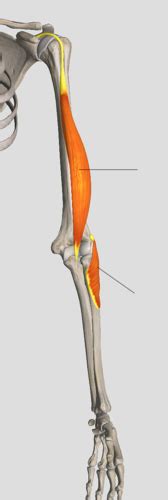 Mmt Muscles Flashcards Quizlet