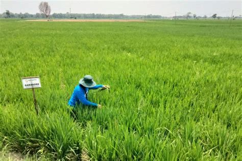 Varietas Unggul Padi Gamagora 7 UGM Diharapkan Mampu Wujudkan